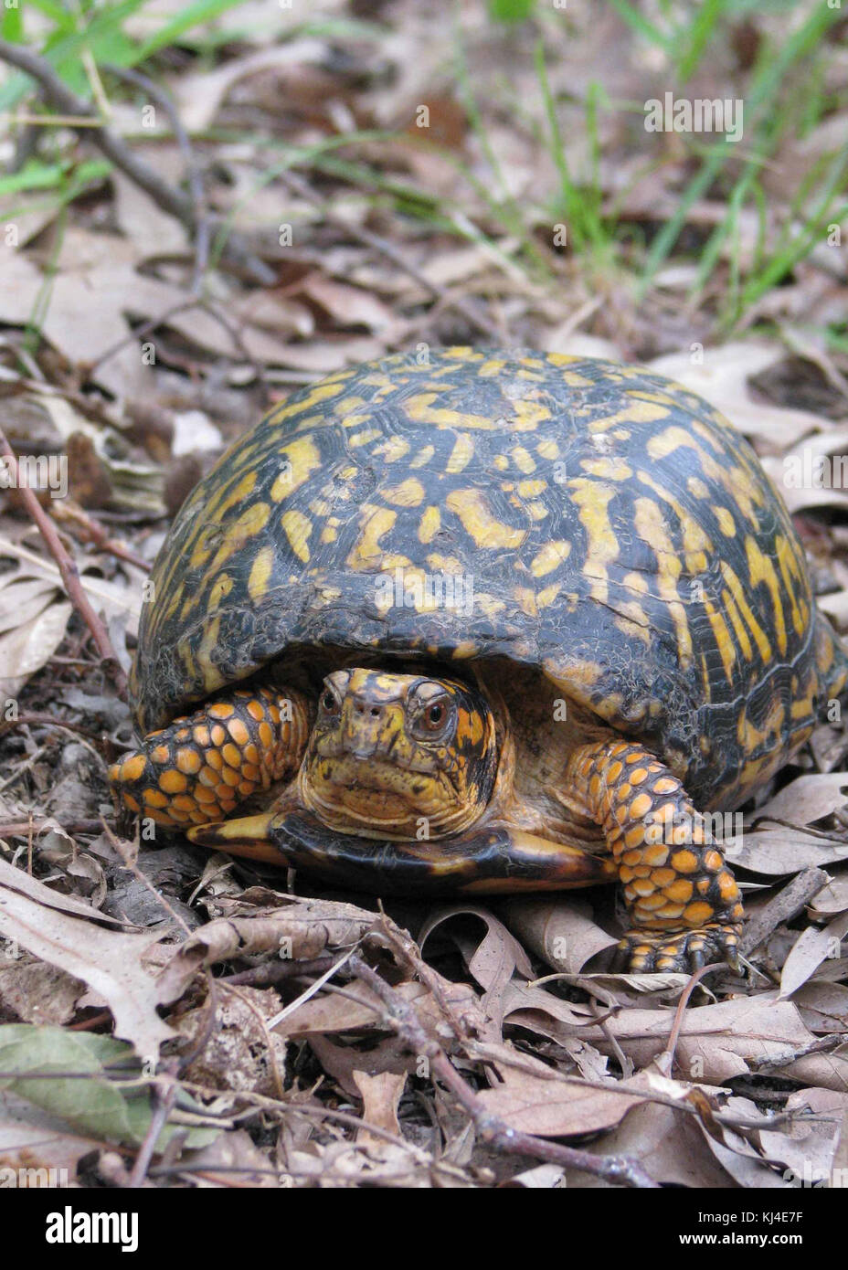Box turtle terrapene posing Stock Photo - Alamy