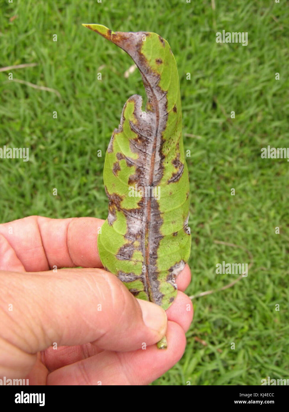 Mango powdery mildew mycelium leaf surface 1 Stock Photo - Alamy