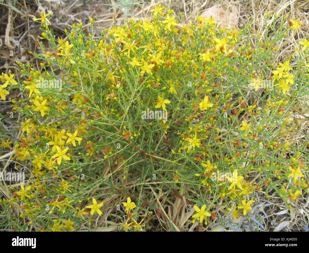 Hypericum triquetrifolium hi-res stock photography and images - Alamy