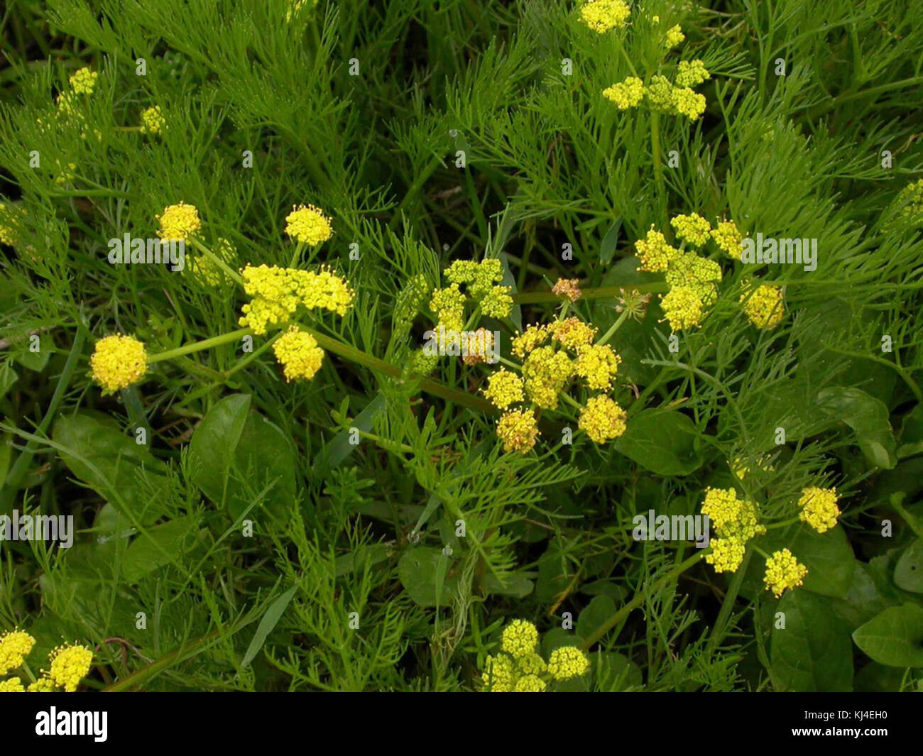 Lomatium hi-res stock photography and images - Alamy