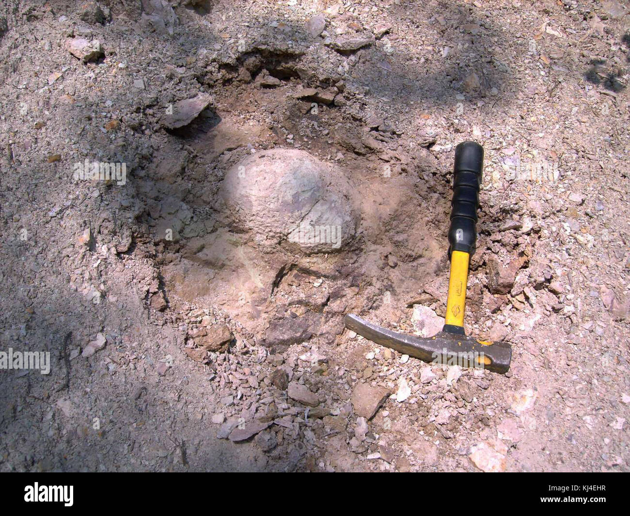 Desquamation hi-res stock photography and images - Alamy