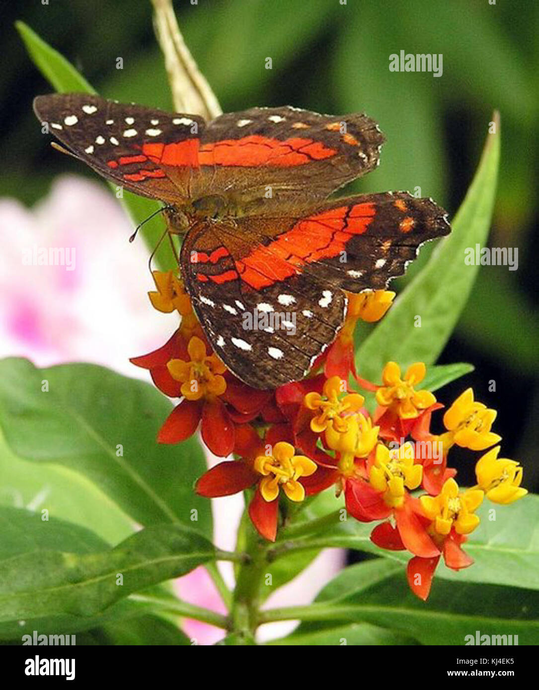 Amathea hi-res stock photography and images - Alamy