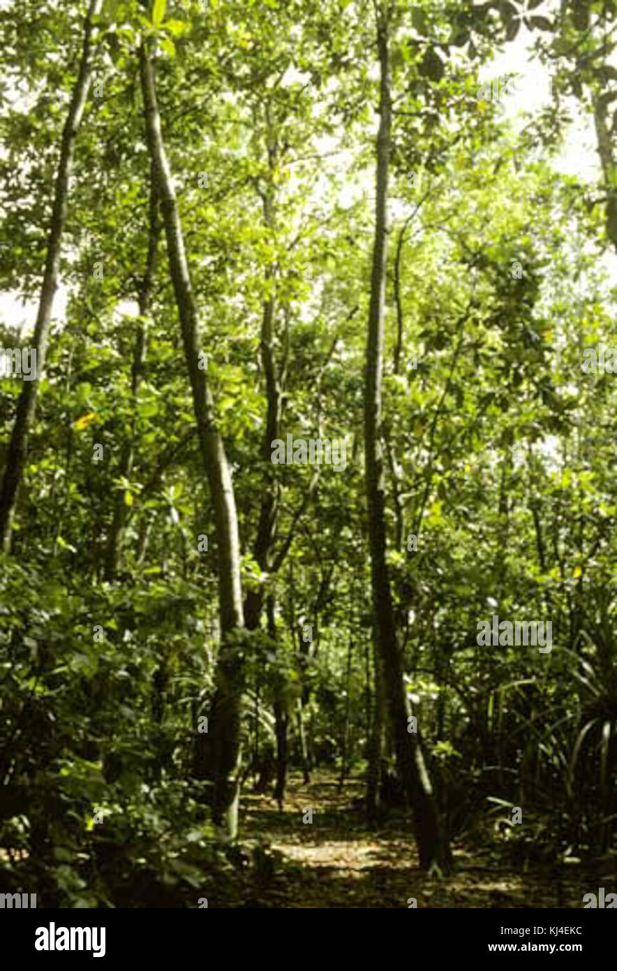 Fanna AKK Pisonia Forest Stock Photo - Alamy