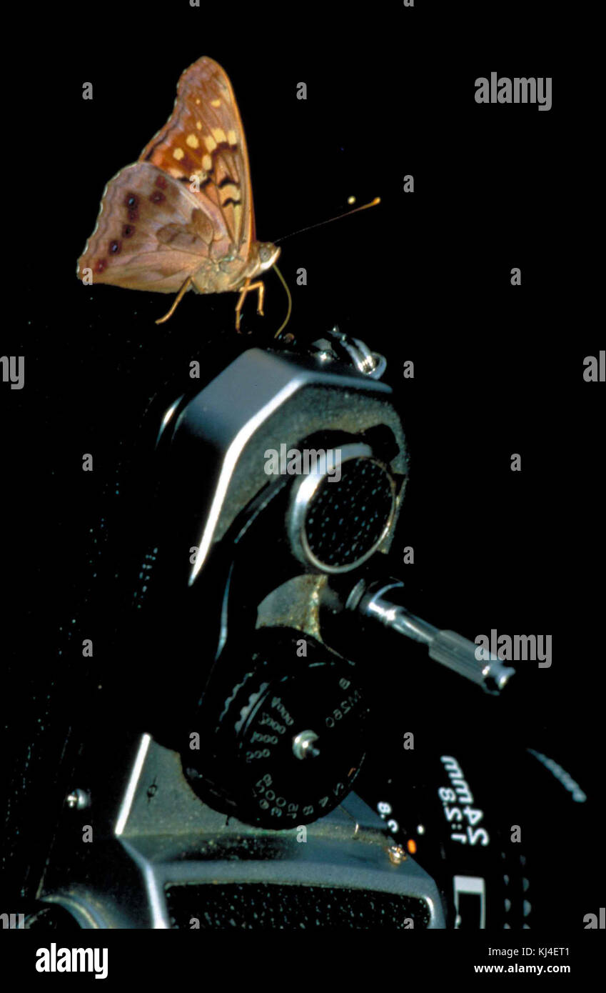Brown and tan butterfly with wings up standing on camera viewed from ...