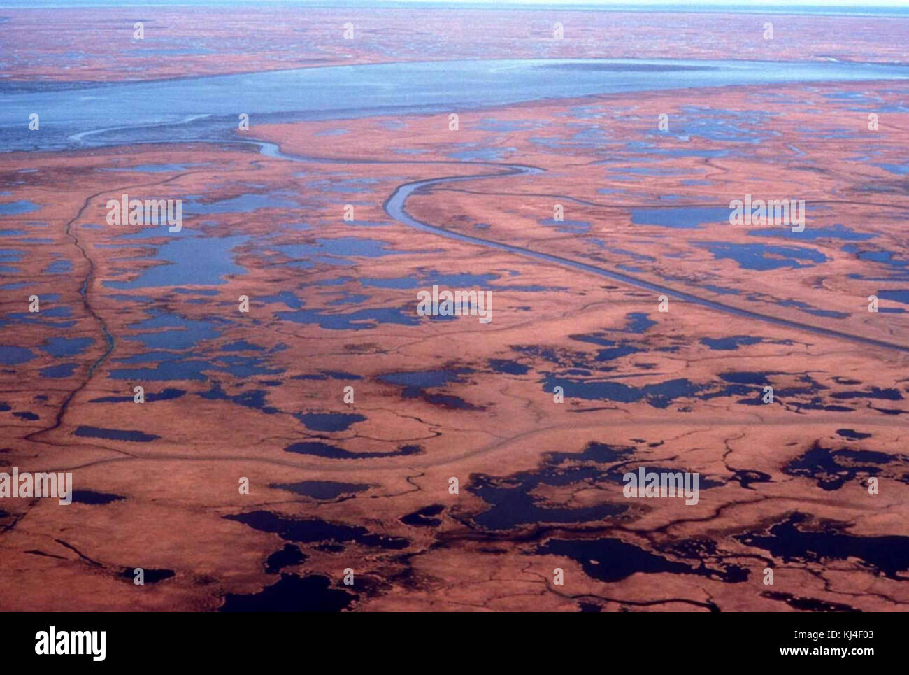 Brown colored swamp in summer Stock Photo - Alamy