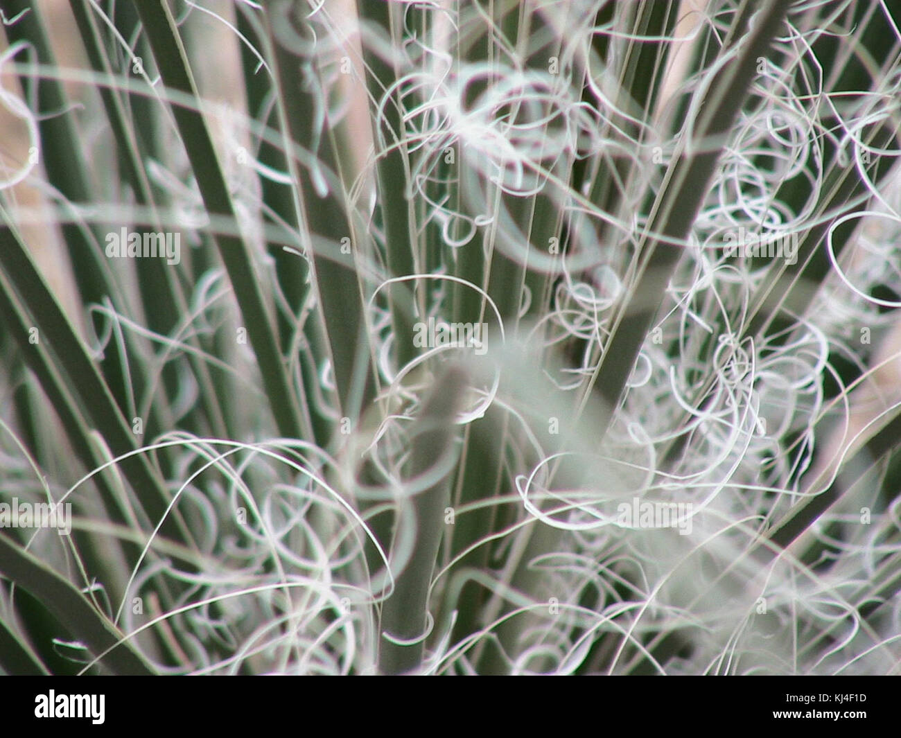 Spiky plant tendril Stock Photo - Alamy