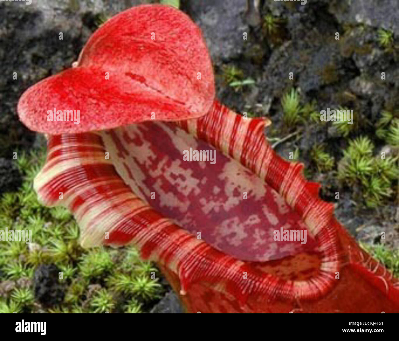 Nepenthes northiana pitcher peristome Stock Photo - Alamy