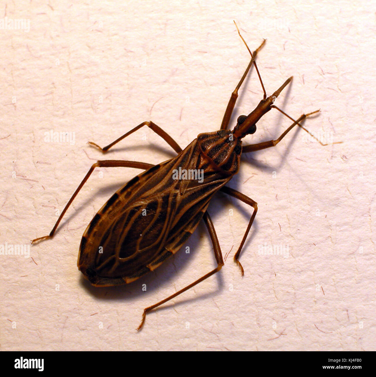 Rhodnius hi-res stock photography and images - Alamy