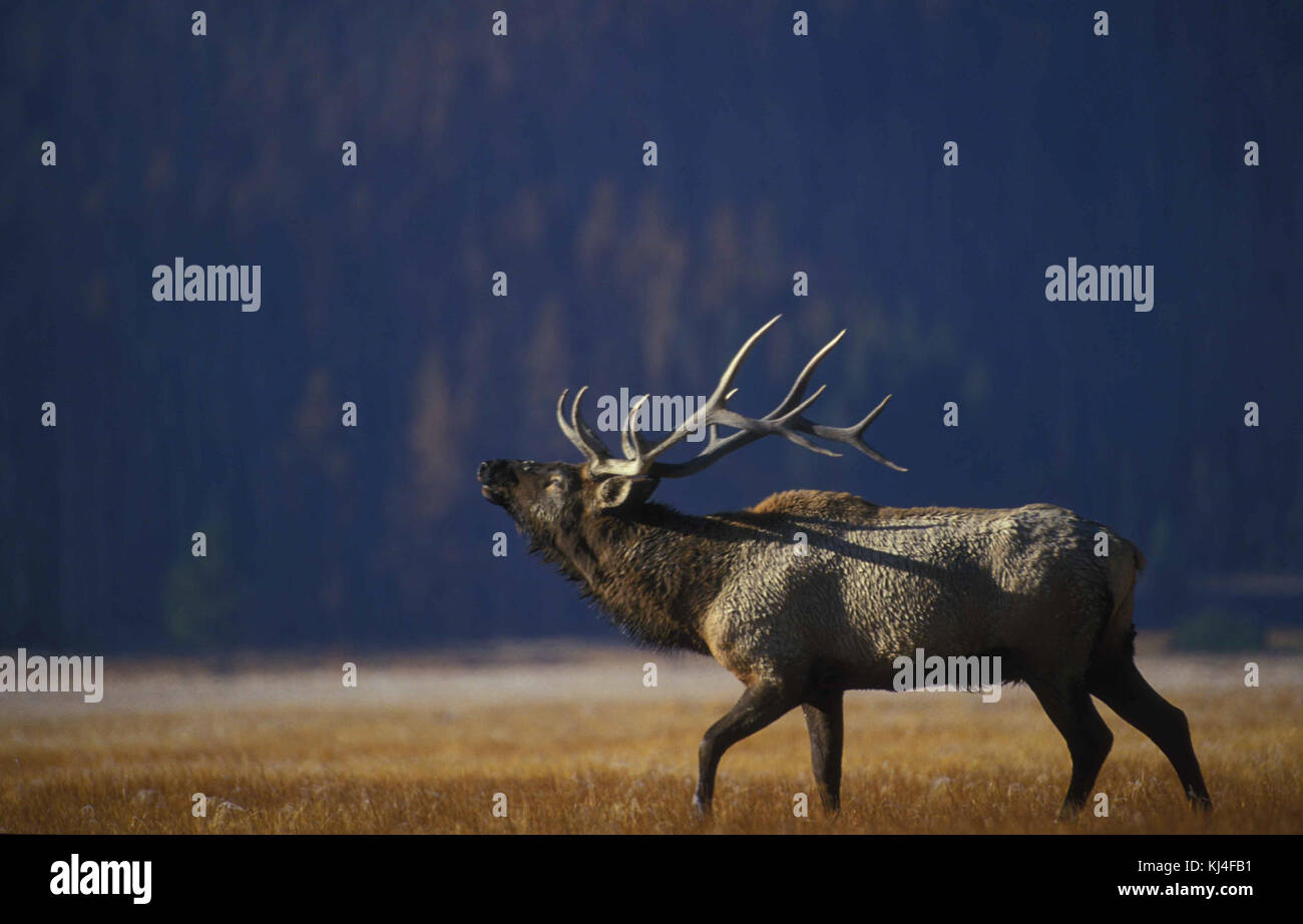 Bull elk bugling in the gibbon meadow in the yellowstone national park ...