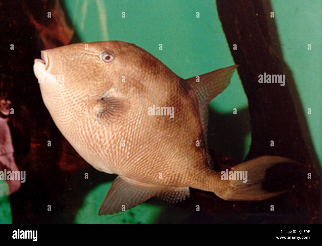 Greytriggerfish hi-res stock photography and images - Alamy