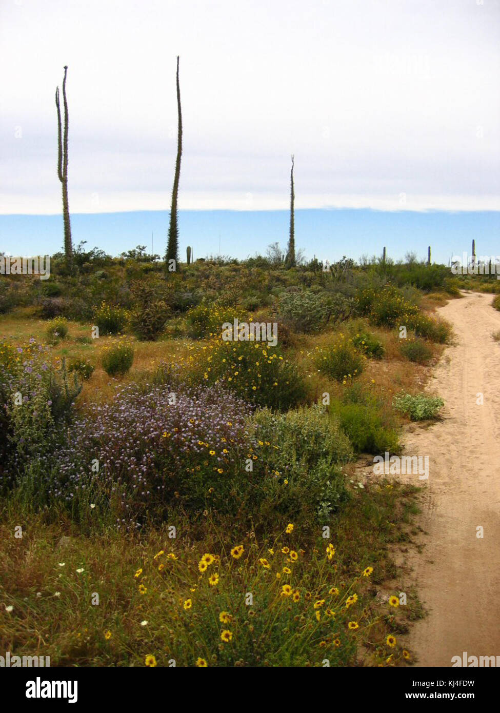 Cirio trees in Baja Stock Photo - Alamy
