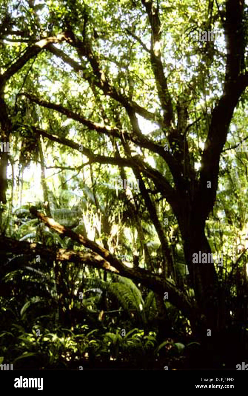 Pisonia tree hi-res stock photography and images - Alamy