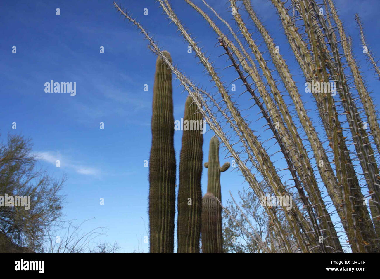This image depicts various species of cacti thriving in a desert ...