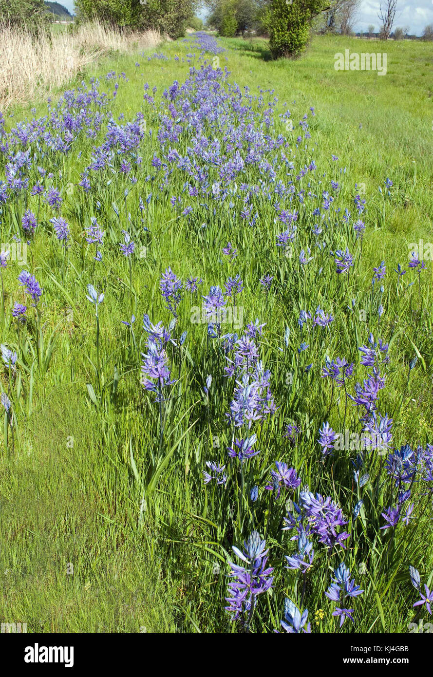 Camas flowers field camassia leichtlinii Stock Photo - Alamy
