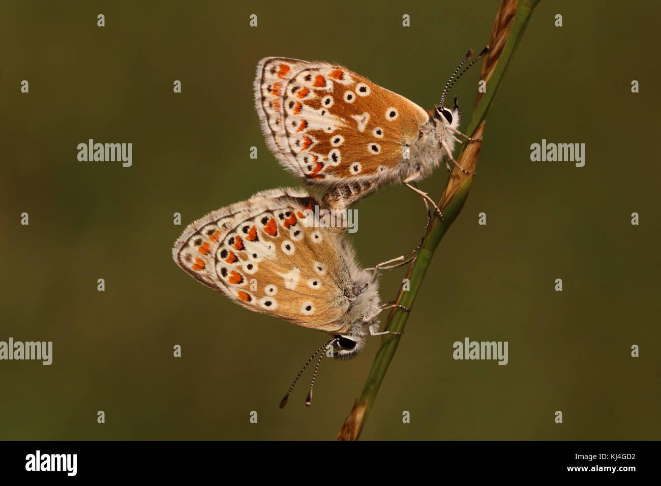 Pairing Of Butterflies High Resolution Stock Photography and Images - Alamy
