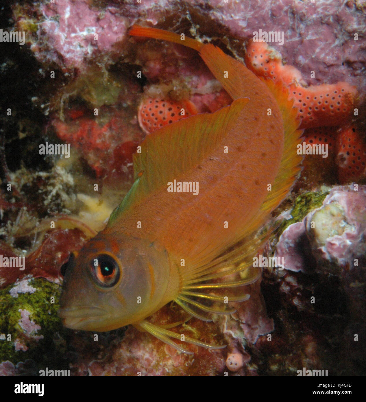 Notoclinops yaldwyni (Yaldwyns triplefin Stock Photo - Alamy