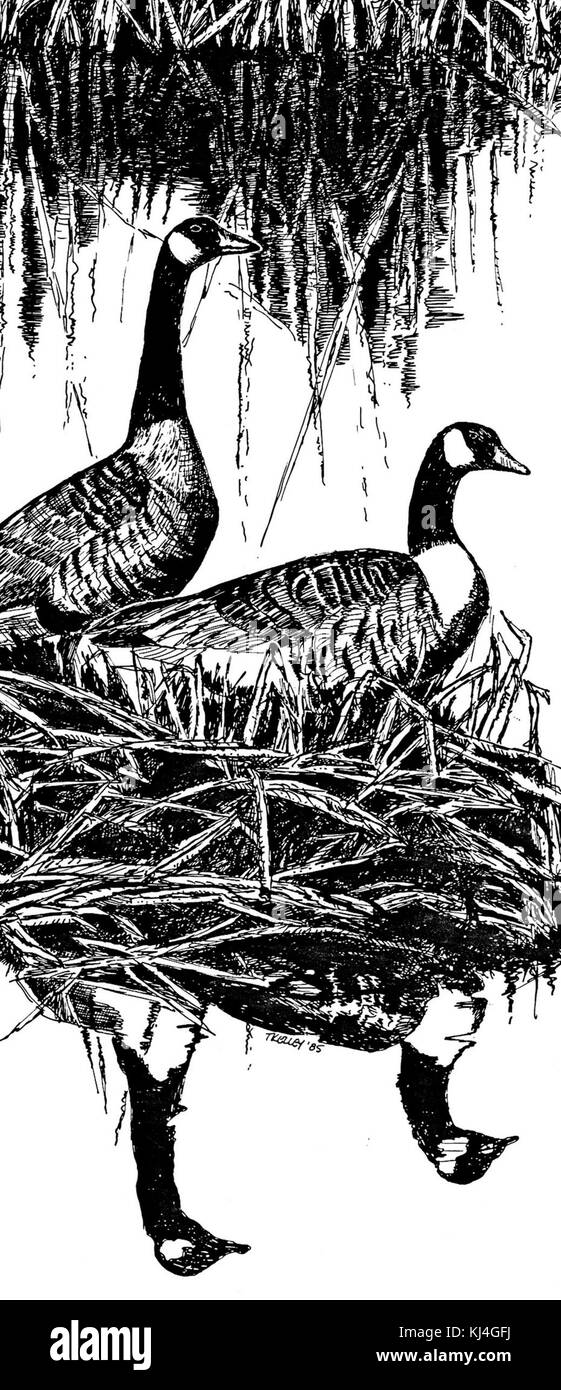 Canada geese art work line drawing Stock Photo - Alamy