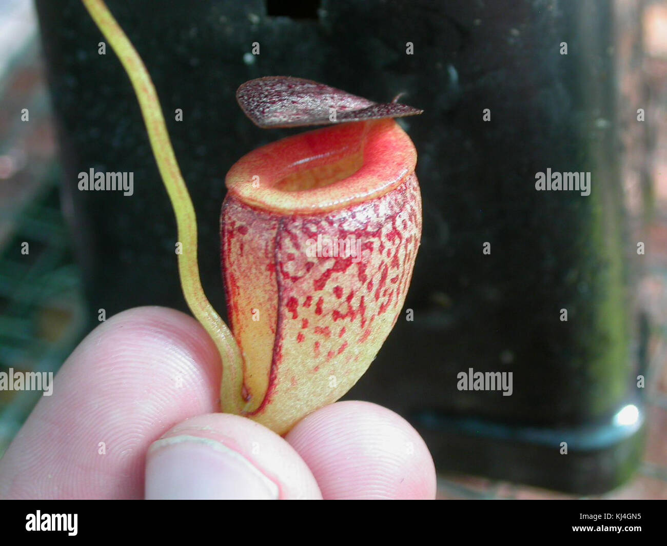 Nepenthes tenuis hi-res stock photography and images - Alamy