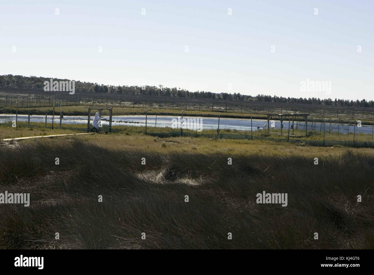 Captive pen birds hi-res stock photography and images - Alamy