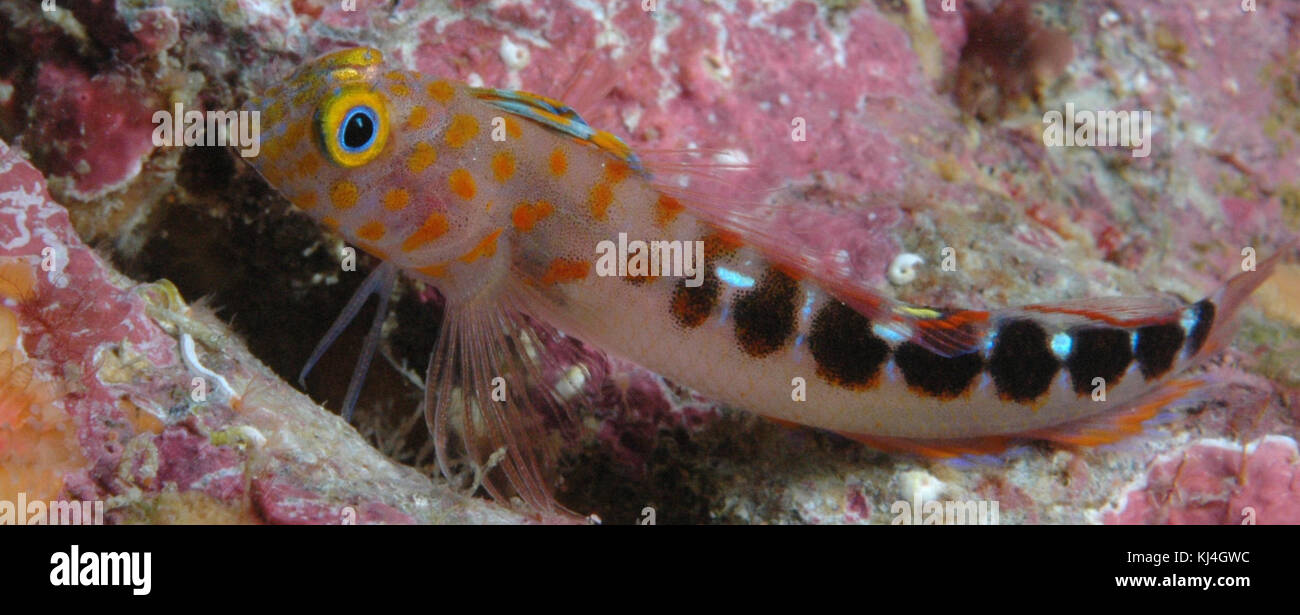 Notoclinops hi-res stock photography and images - Alamy