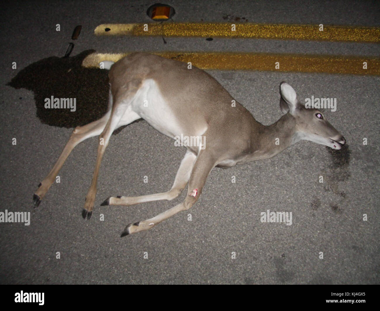 Roadkill deaths hi-res stock photography and images - Alamy