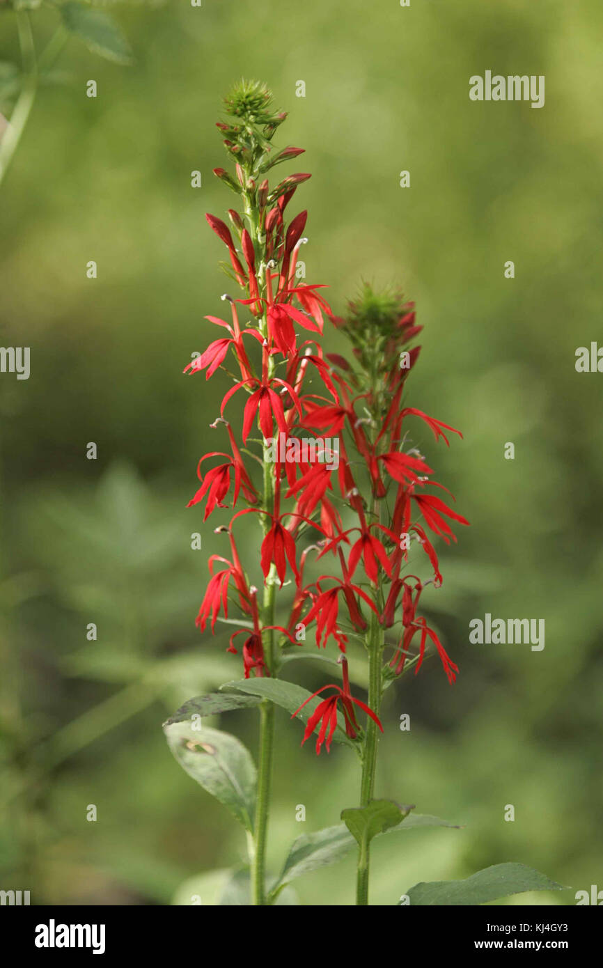 Cardinal flower flowering plant Stock Photo - Alamy