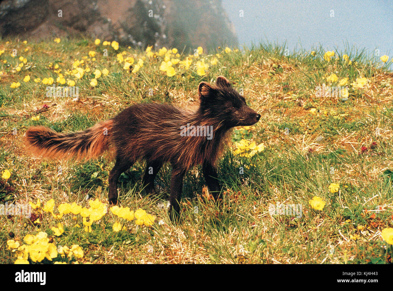 Alopex lagopus summer coat Stock Photo - Alamy