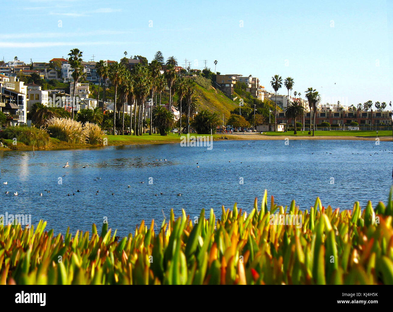 The Duck Pond at Playa del Rey Stock Photo - Alamy
