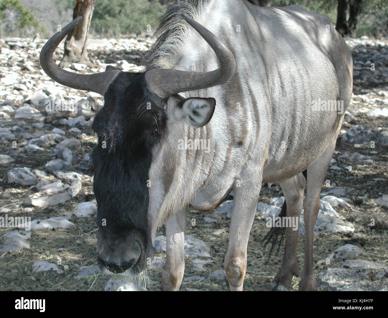 Wildebeest (White Bearded Stock Photo - Alamy