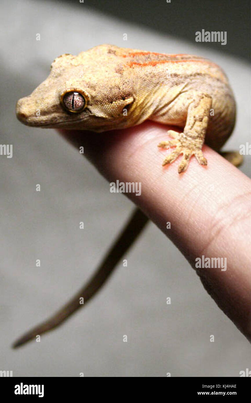 Rhacodactylus auriculatus hi-res stock photography and images - Alamy