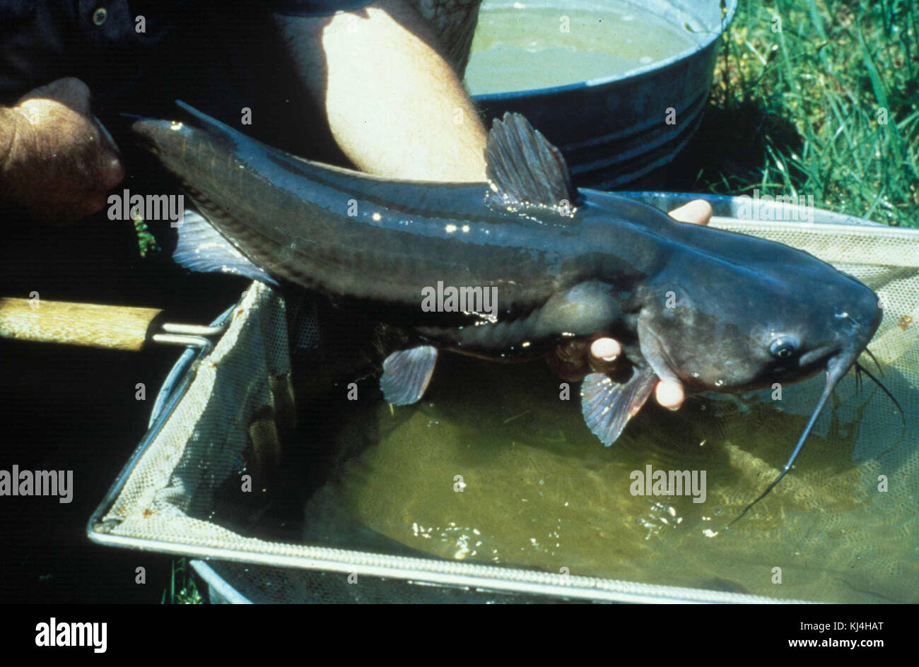 Catfish ictalurus punctatus catched Stock Photo - Alamy