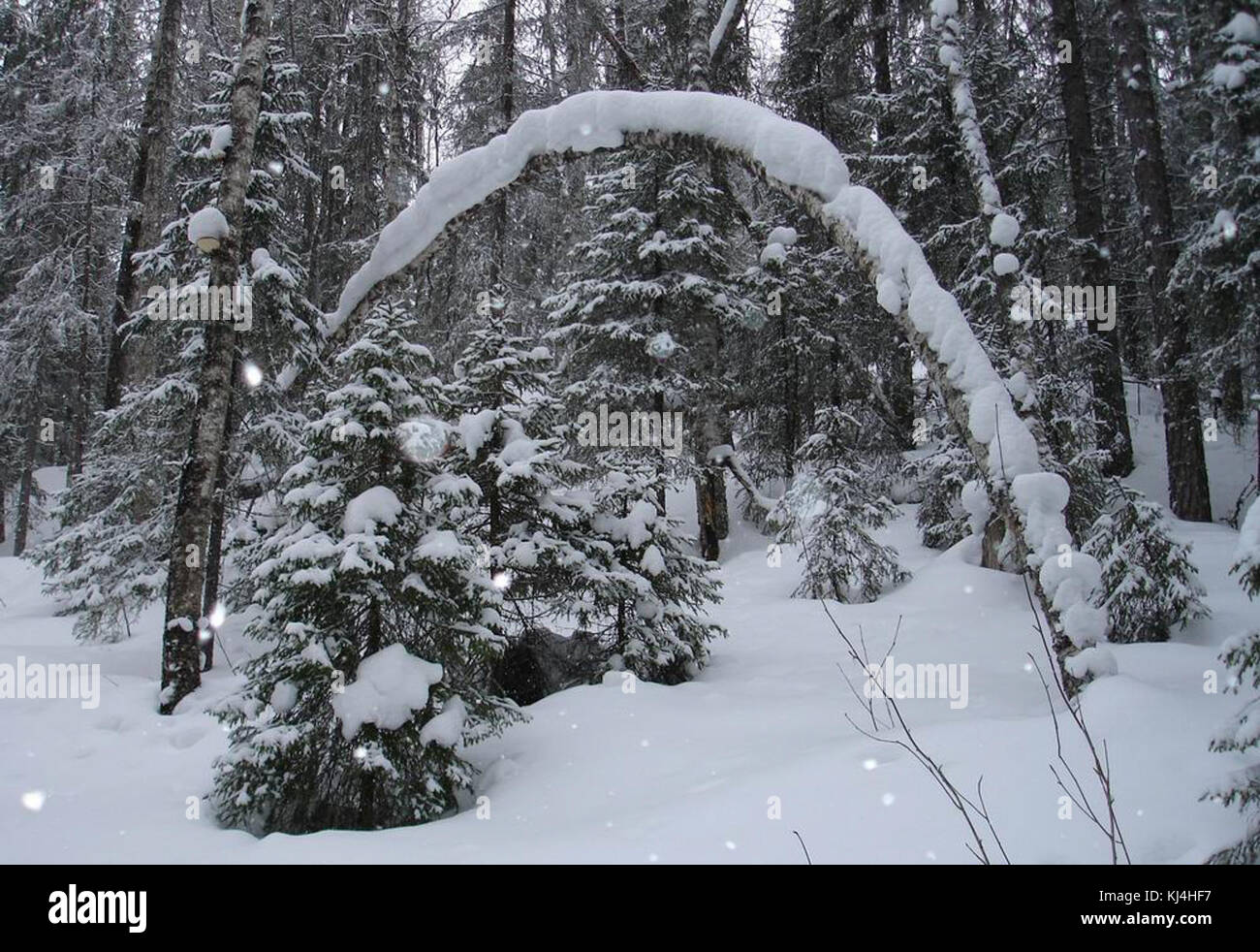 Archangelsk hi-res stock photography and images - Alamy