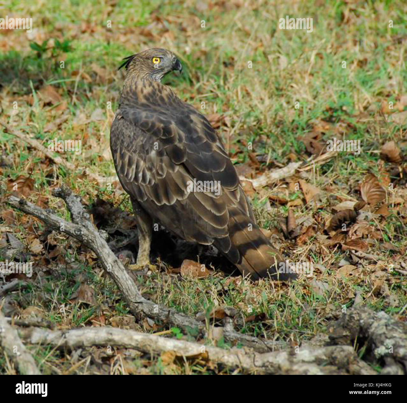 Hawkeagle hi-res stock photography and images - Alamy