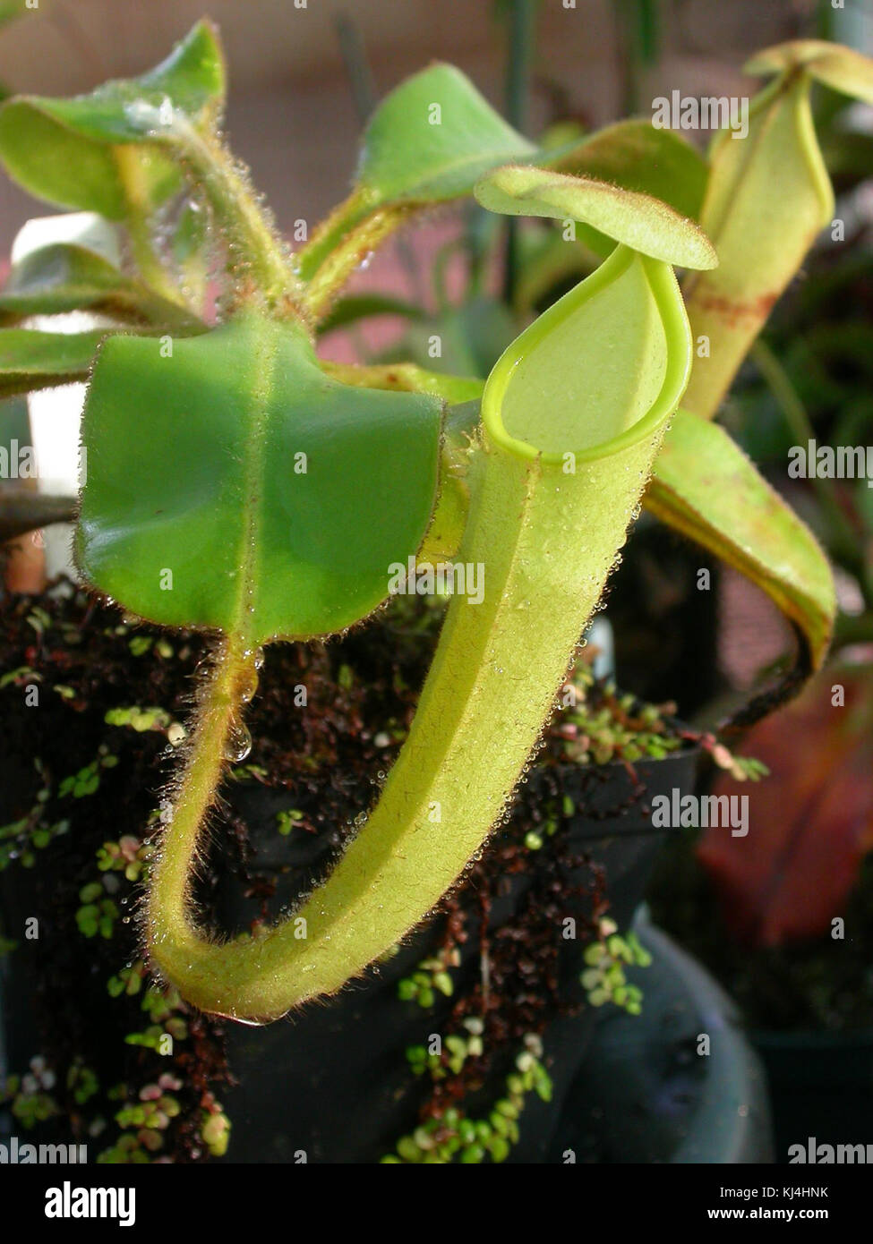Nepenthes pilosa, a species of tropical pitcher plant, known for its ...