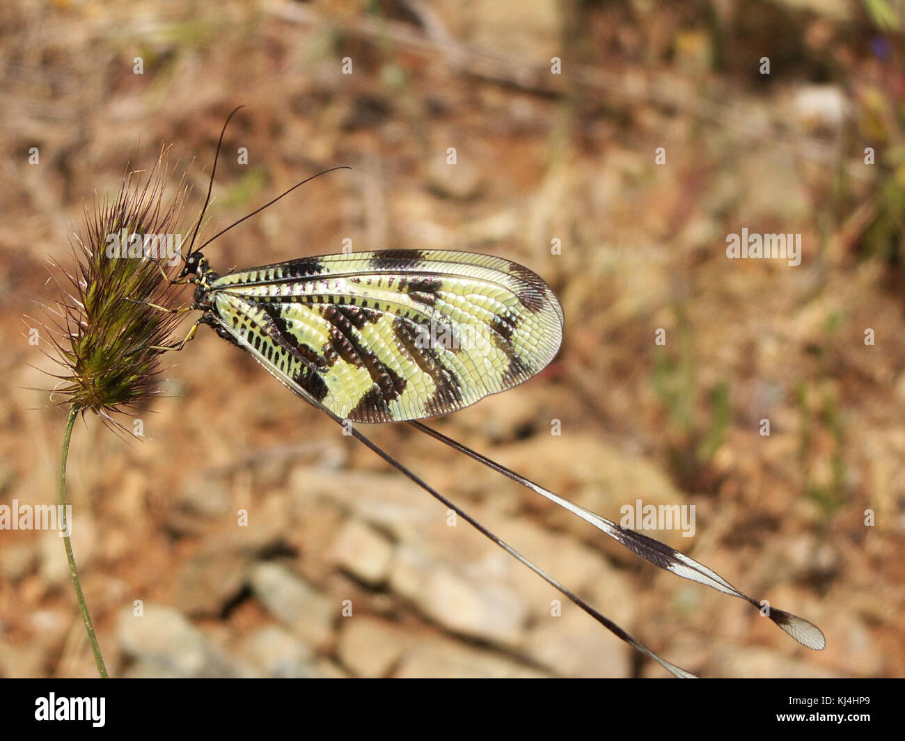 Nemoptera hi-res stock photography and images - Alamy
