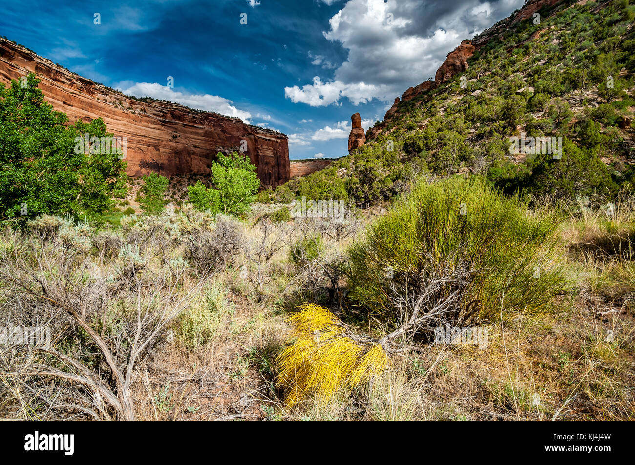 Yellow flowers and vegetation in front of the cliffs and red rock in ...