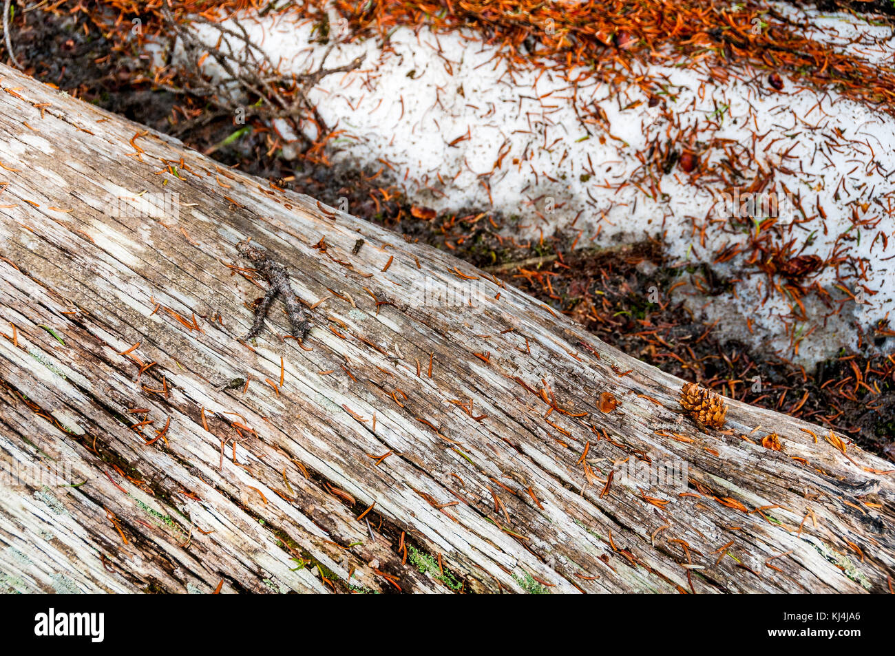 Oblique twigs hi-res stock photography and images - Alamy