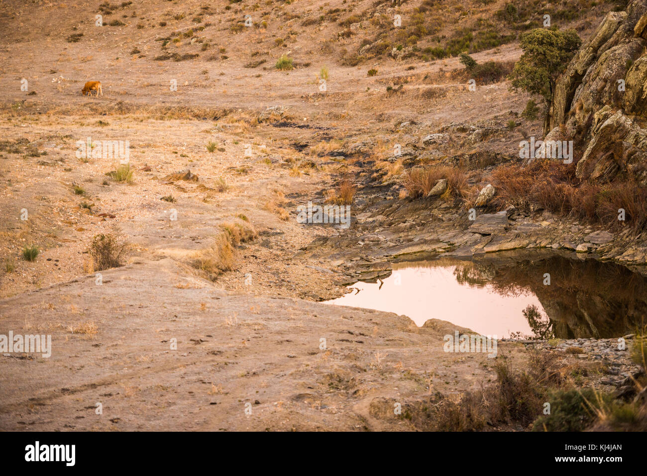 Puddle of water in what was the bank of a river in an arid area of the ...