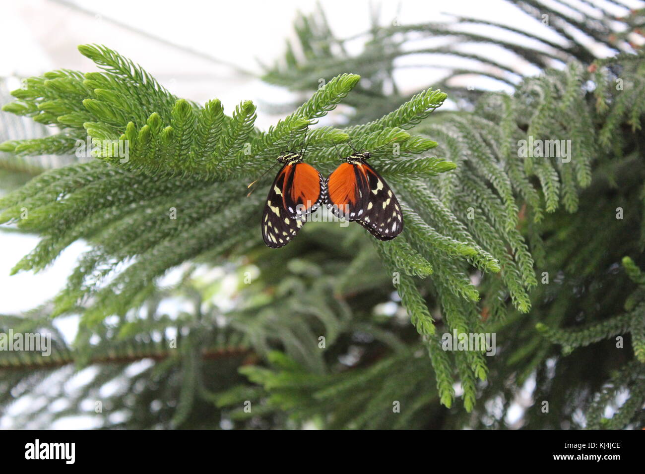 two butterflies with wings touching almost like bellies touching ...