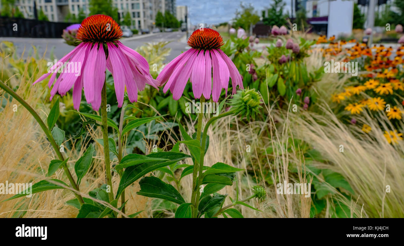 Two beautiful pink coneflowers, daisy, in a wild flower bed with urban ...