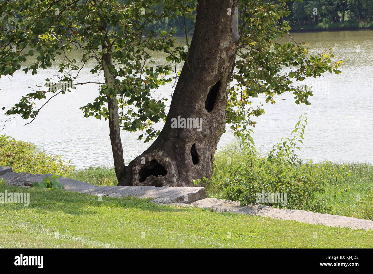 Tree by the river with raccoon dens in the trunk.l Stock Photo - Alamy
