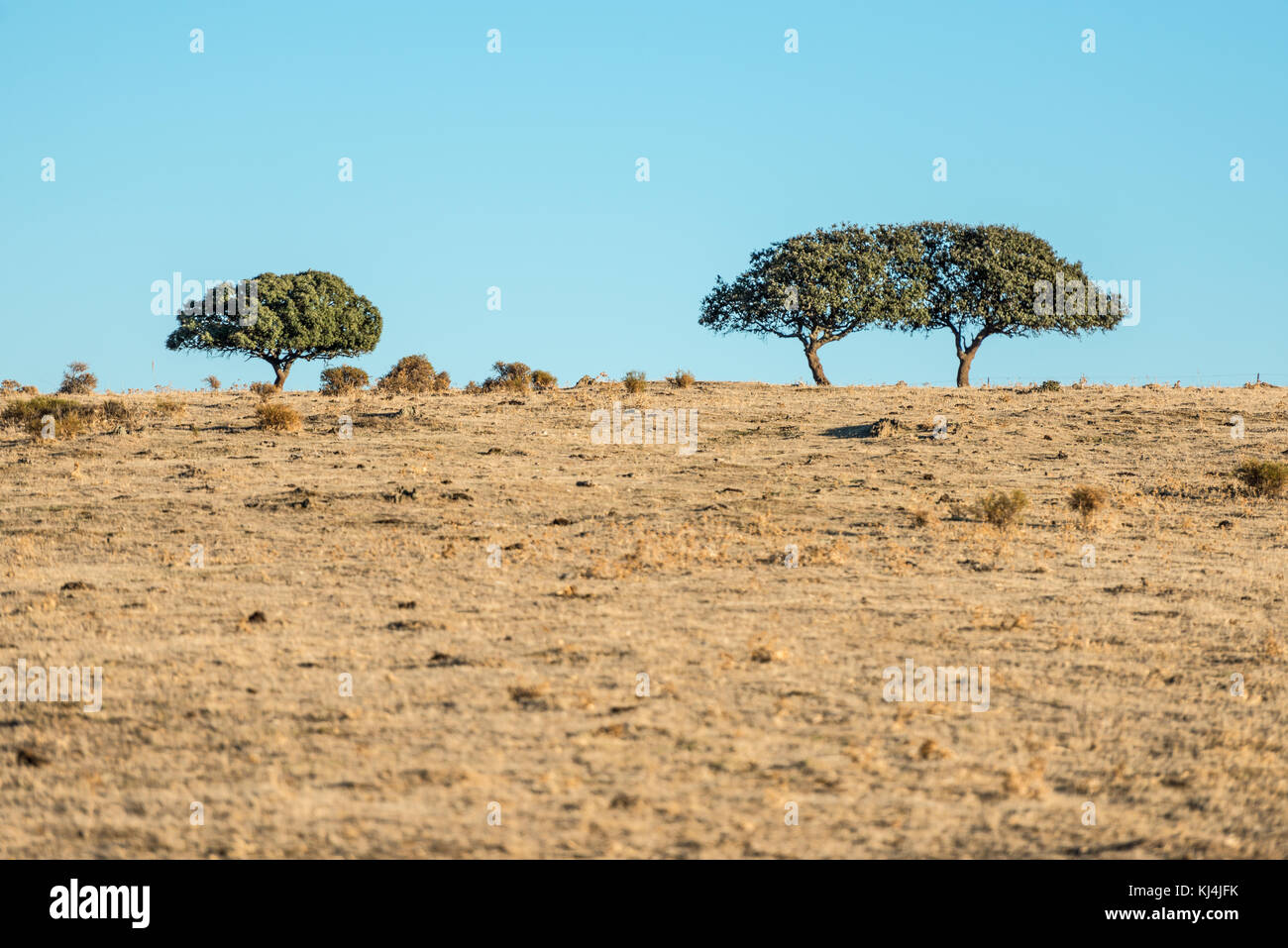 A curious group of trees on top of a hill in the steppe near Cáceres ...