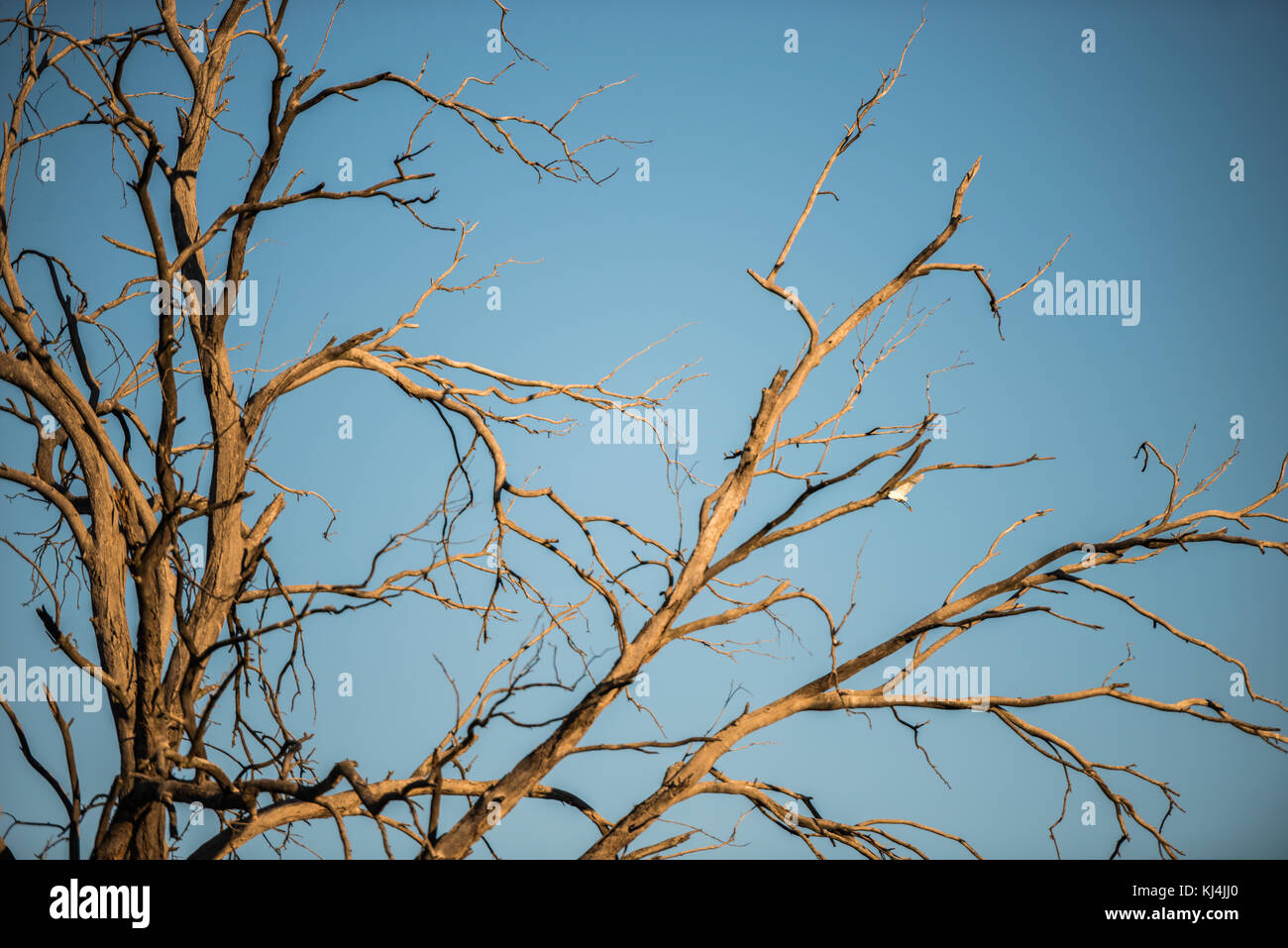 Dead tree without branches hi-res stock photography and images - Alamy