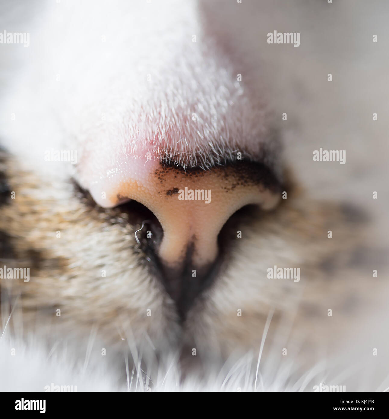 Cats nose whiskers close hi-res stock photography and images - Alamy