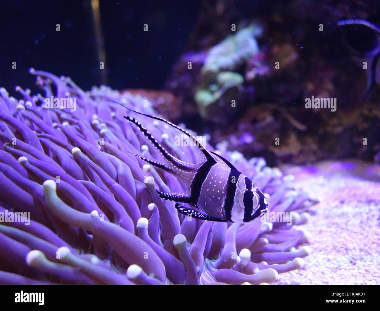 Purple fish hi-res stock photography and images - Alamy