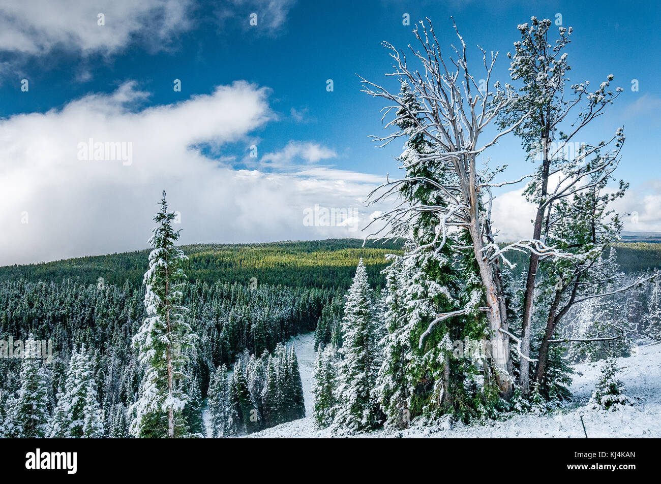 Fresh snow on a dead tree, pines and fir trees at Dunraven Pass in ...