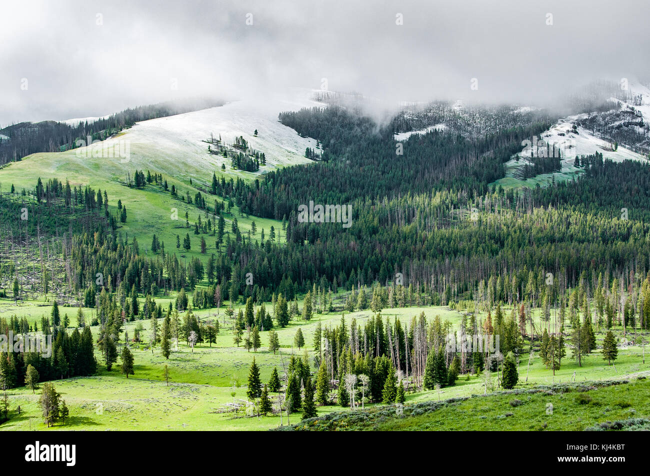Yellowstone grass and mountains hi-res stock photography and images - Alamy