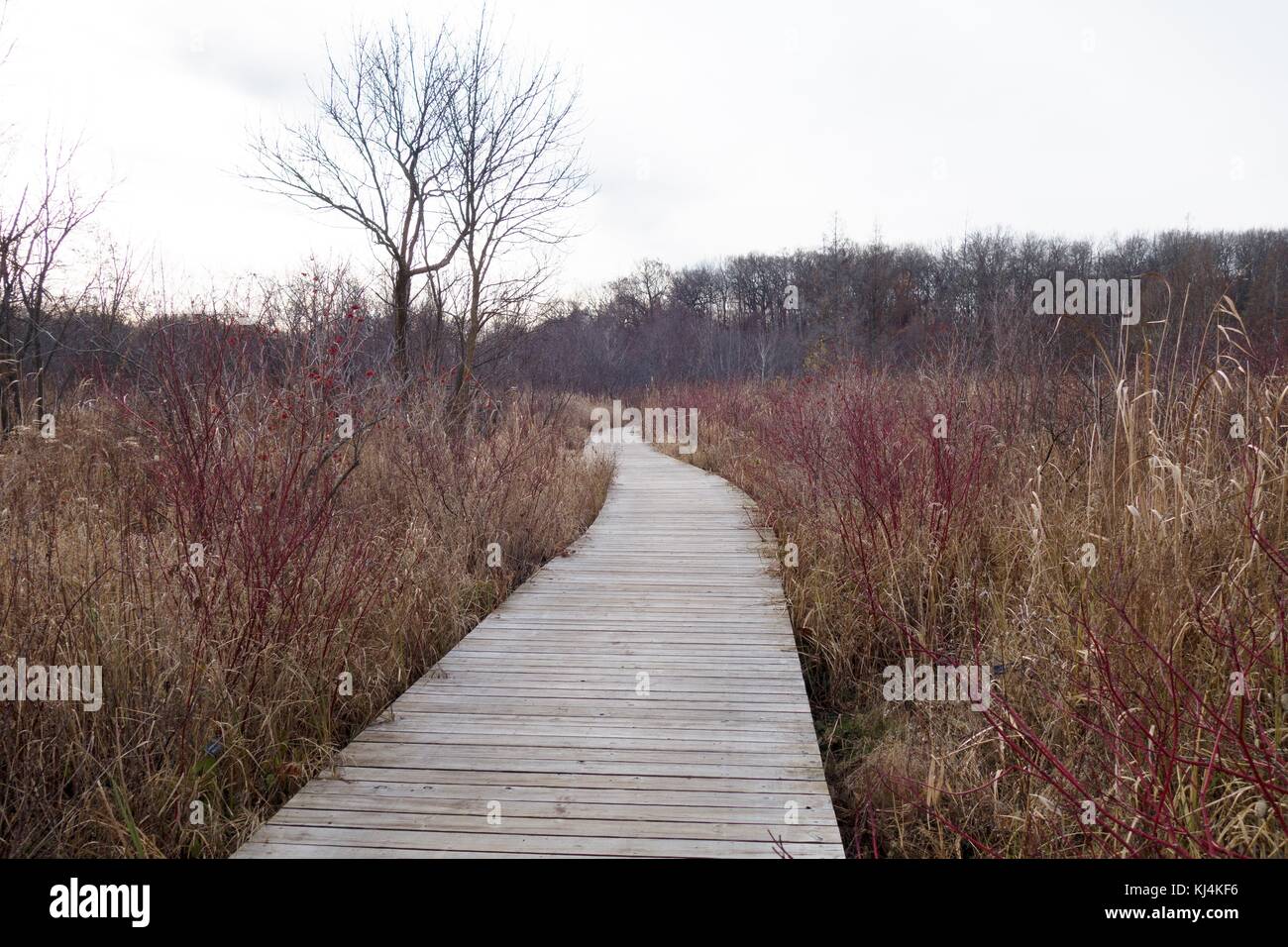 A wooden boardwalk through a marsh at the Minnesota Landscape Arboretum ...