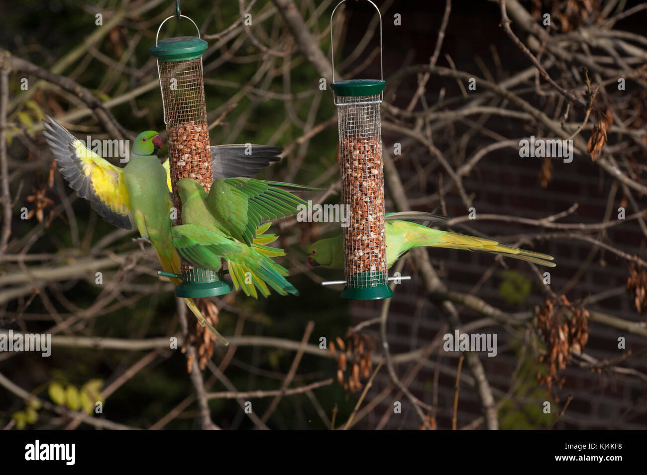 Ring-necked parakeets or Rose-ringed parakeets, (Psittacula krameri ...
