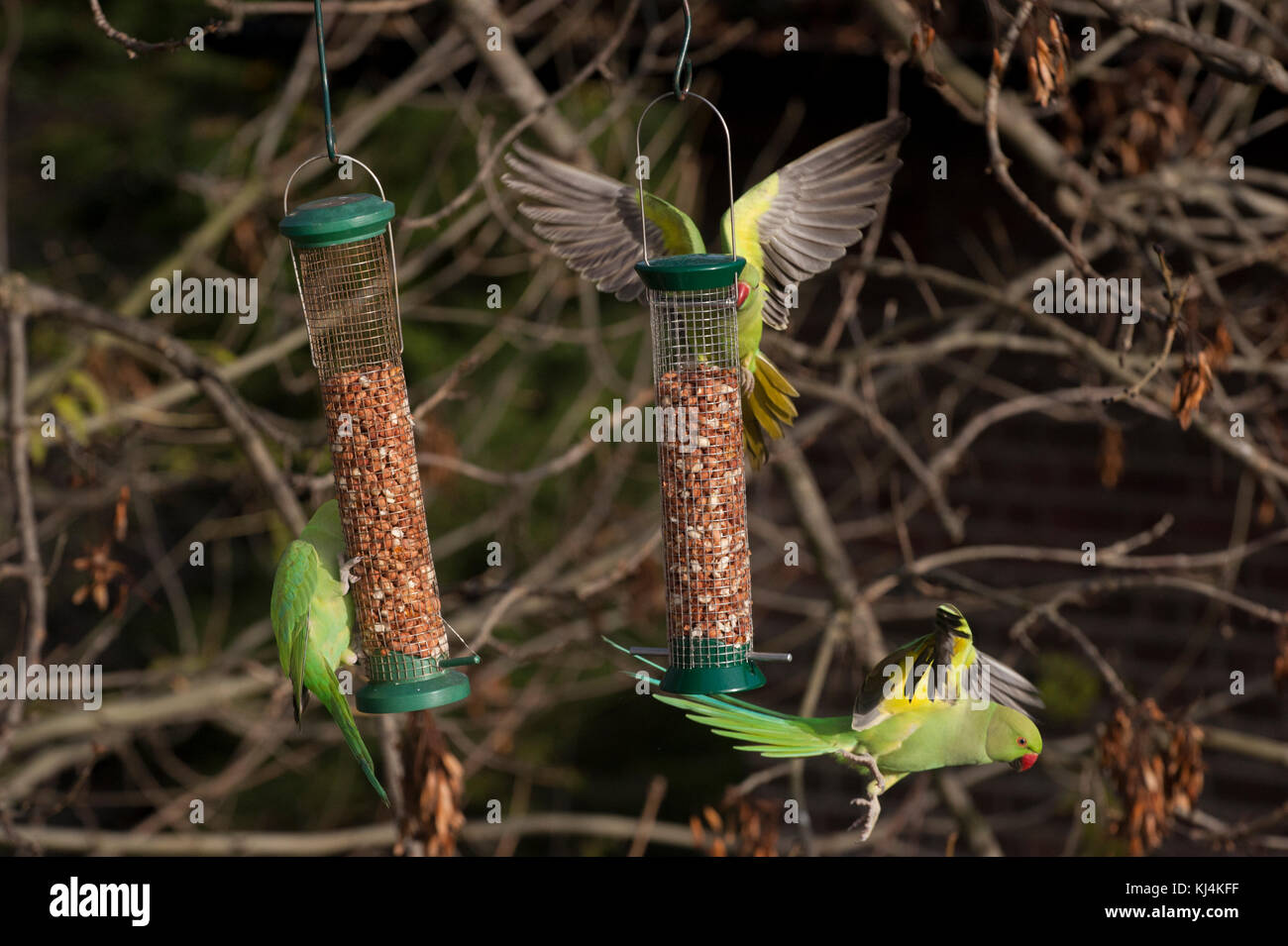 Ring-necked parakeets or Rose-ringed parakeets, (Psittacula krameri ...